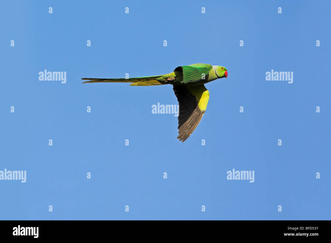 Blue rose ringed parakeet hi-res stock photography and images - Alamy
