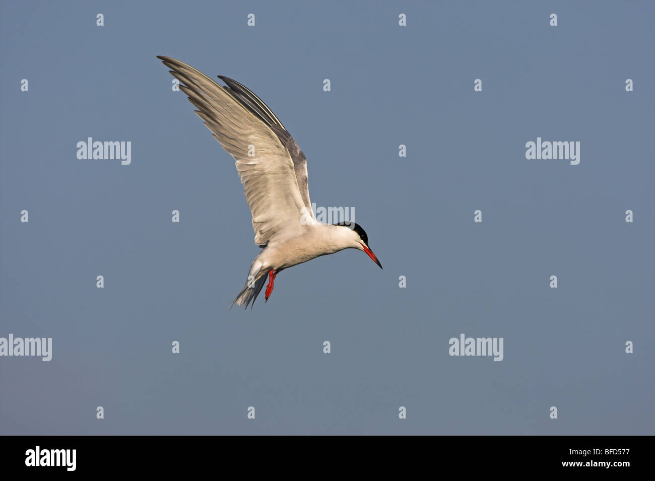 Common Tern Sterna hirundo Stock Photo - Alamy