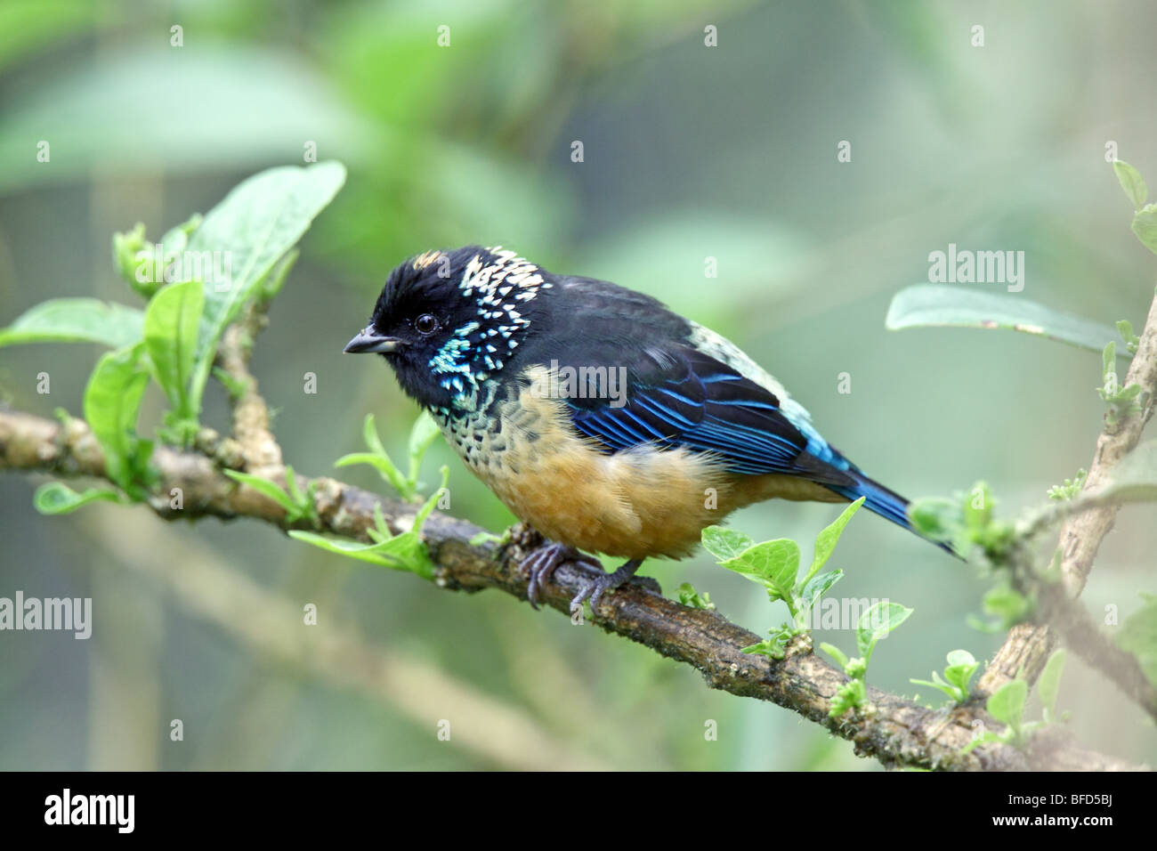 Spangle cheeked tanager hi-res stock photography and images - Alamy