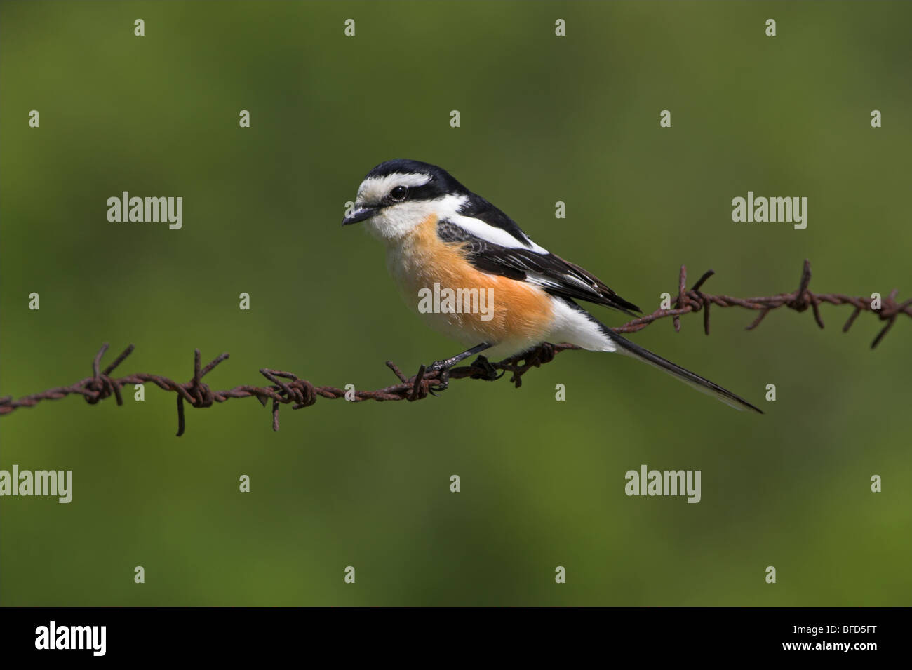 Masked Shrike Lanius nubicus Stock Photo - Alamy