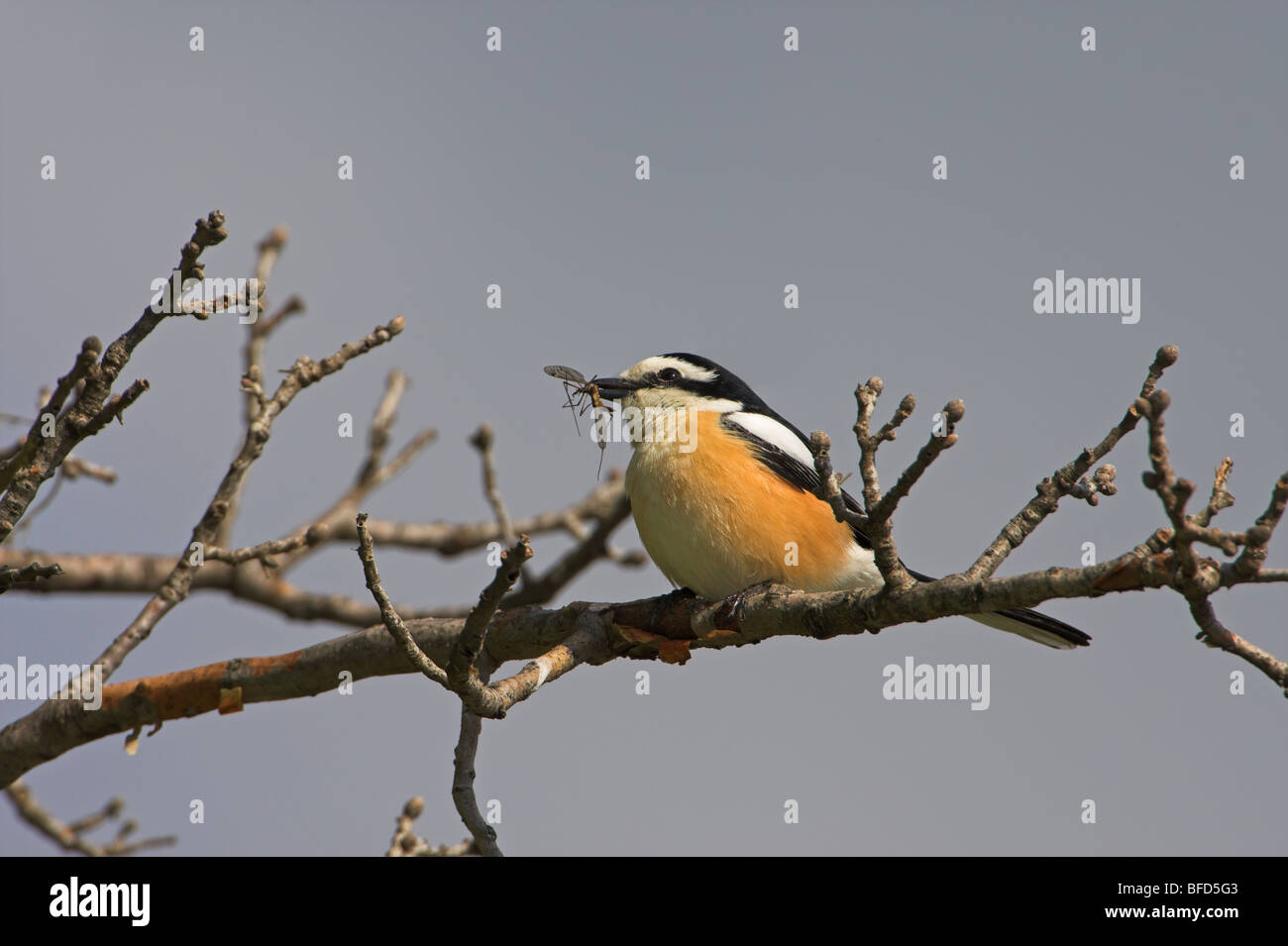 Masked Shrike Lanius nubicus Stock Photo - Alamy