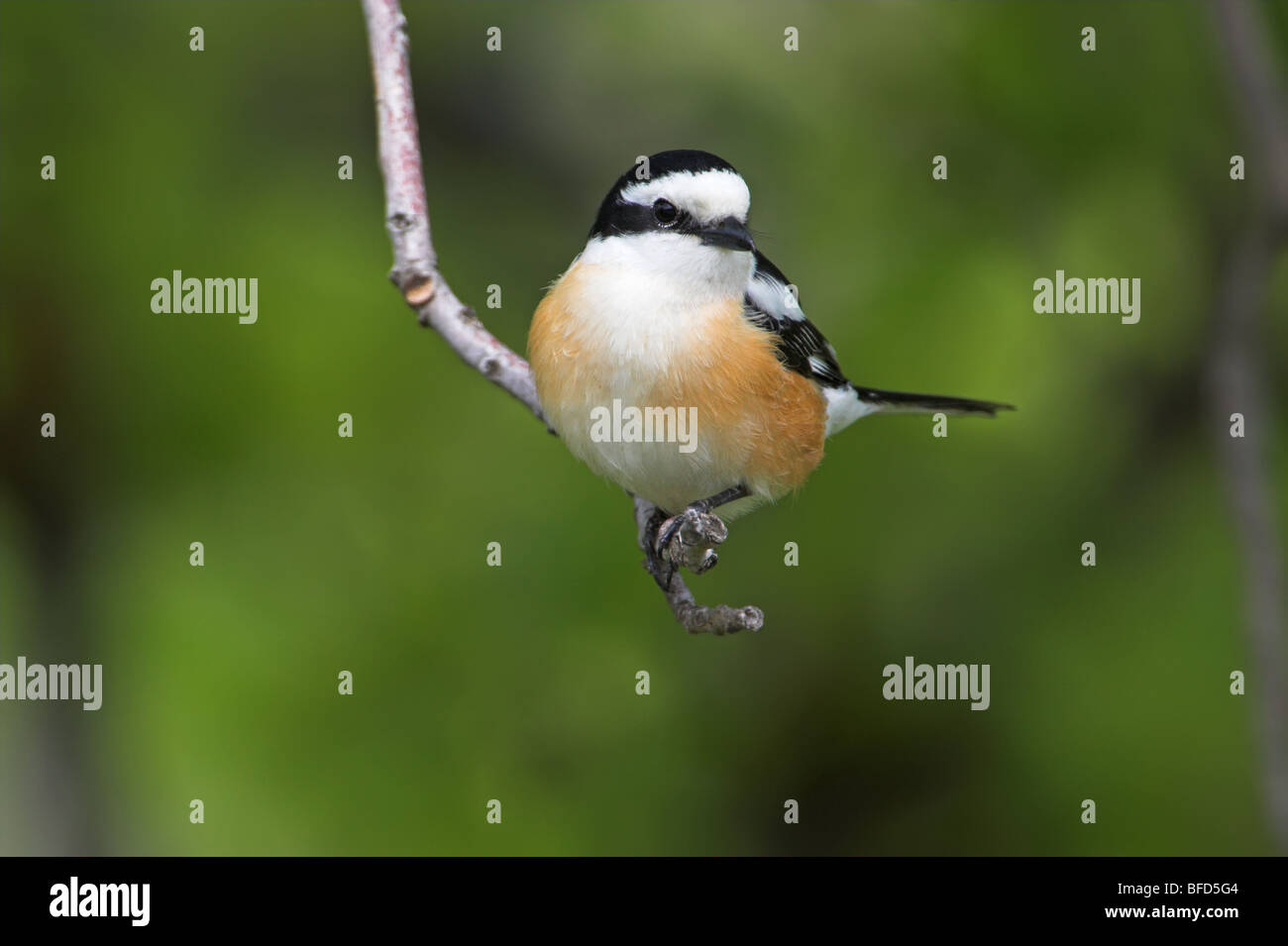 Masked Shrike Lanius nubicus Stock Photo - Alamy