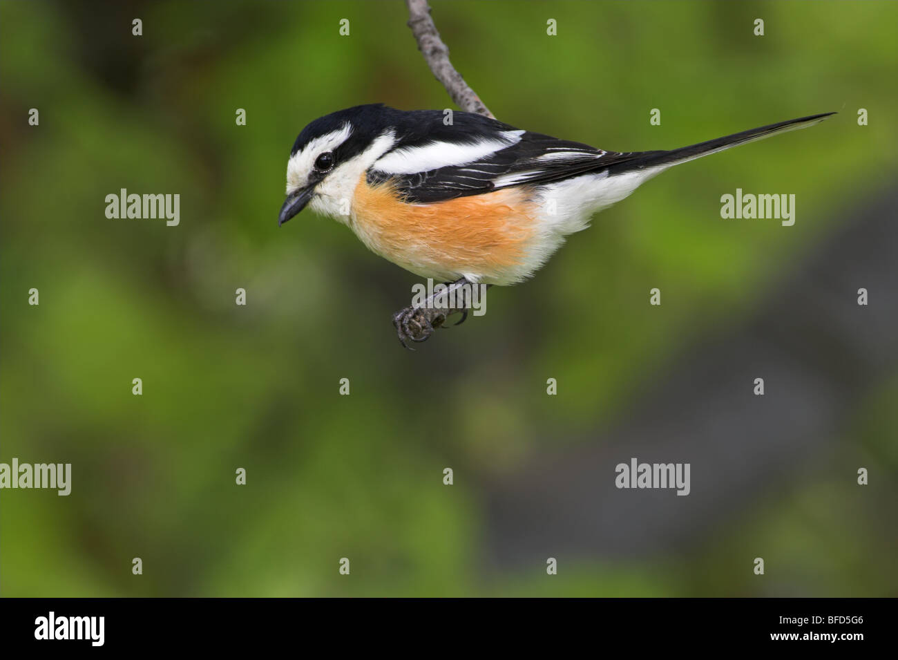 Masked Shrike Lanius nubicus Stock Photo - Alamy