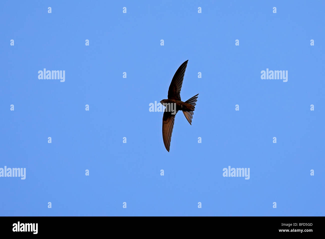 Common Swift Apus apus Stock Photo - Alamy