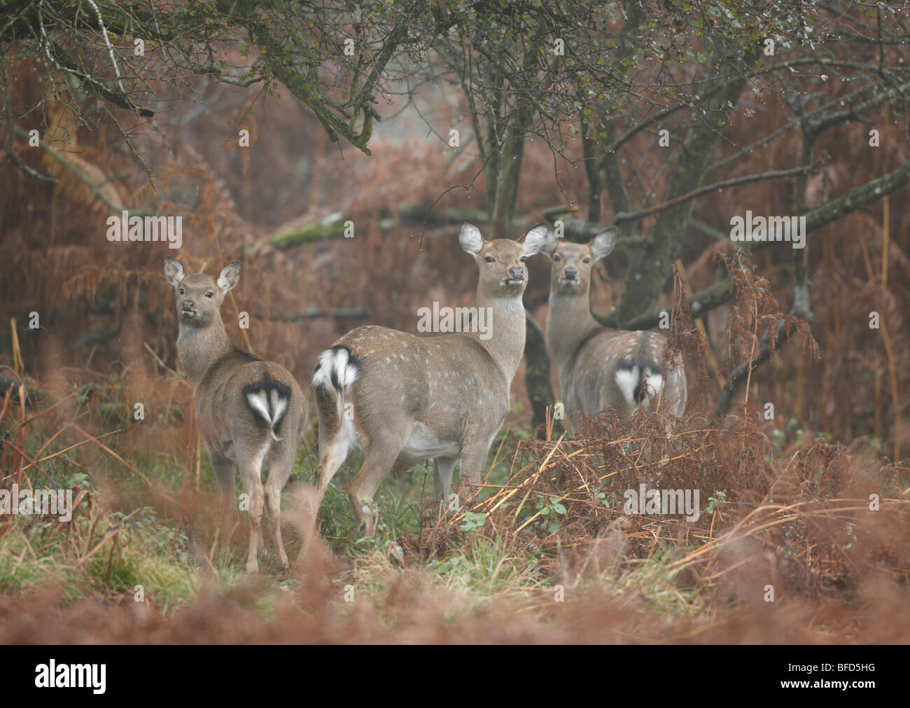 Sika hinds Cervus nippon in autumn bracken Stock Photo - Alamy