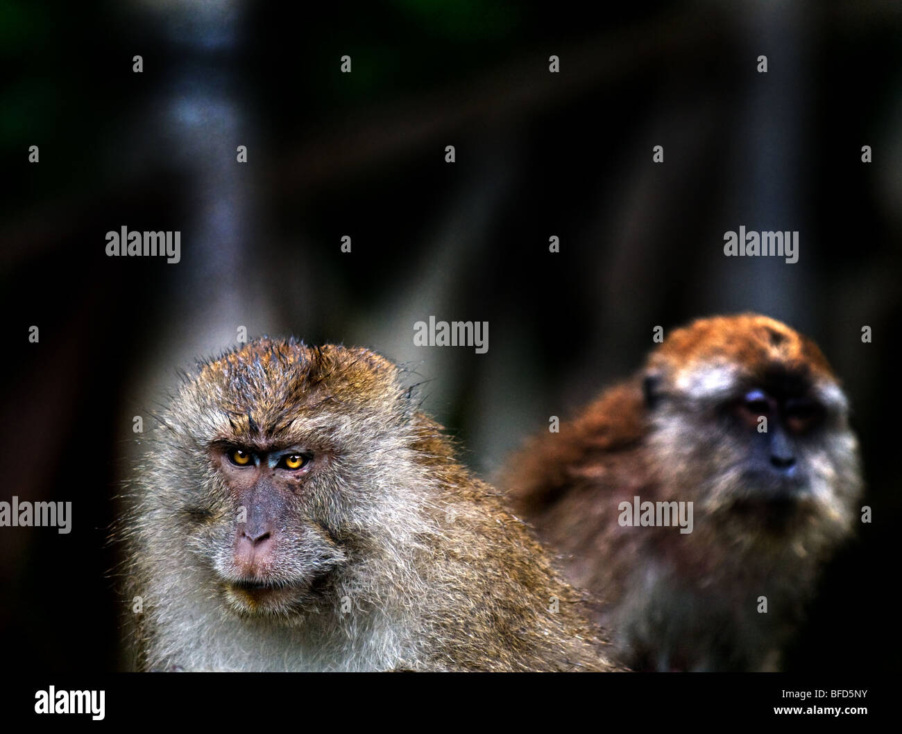 Two Long-tailed or Crab-eating Macaques Stock Photo - Alamy