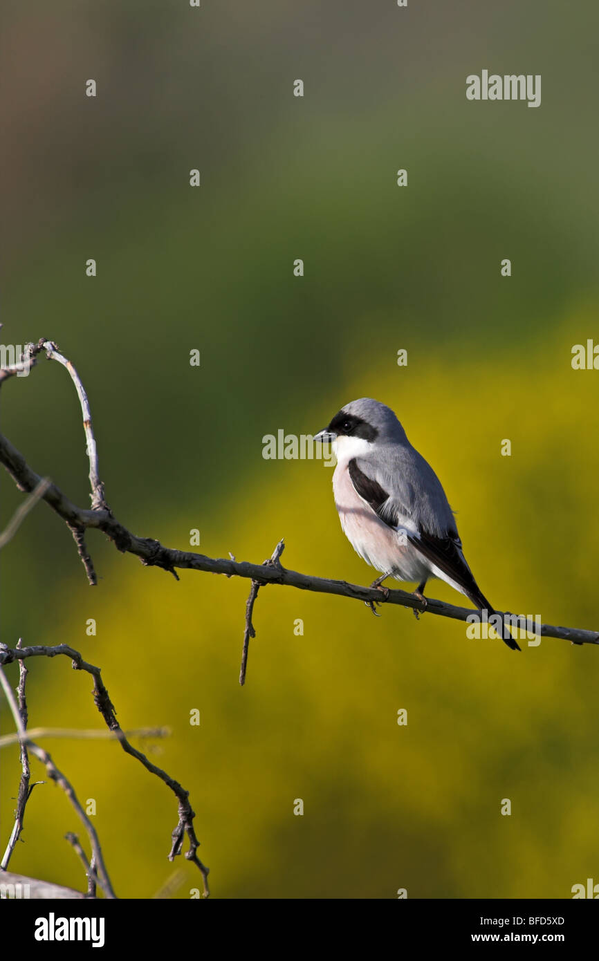 Lesser Gray Shrike Lanius minor Stock Photo - Alamy