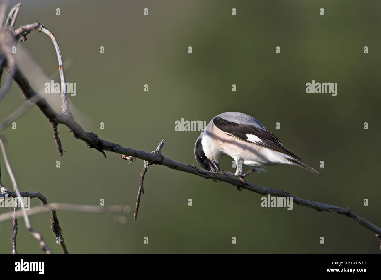 Lesser Gray Shrike Lanius minor Stock Photo - Alamy
