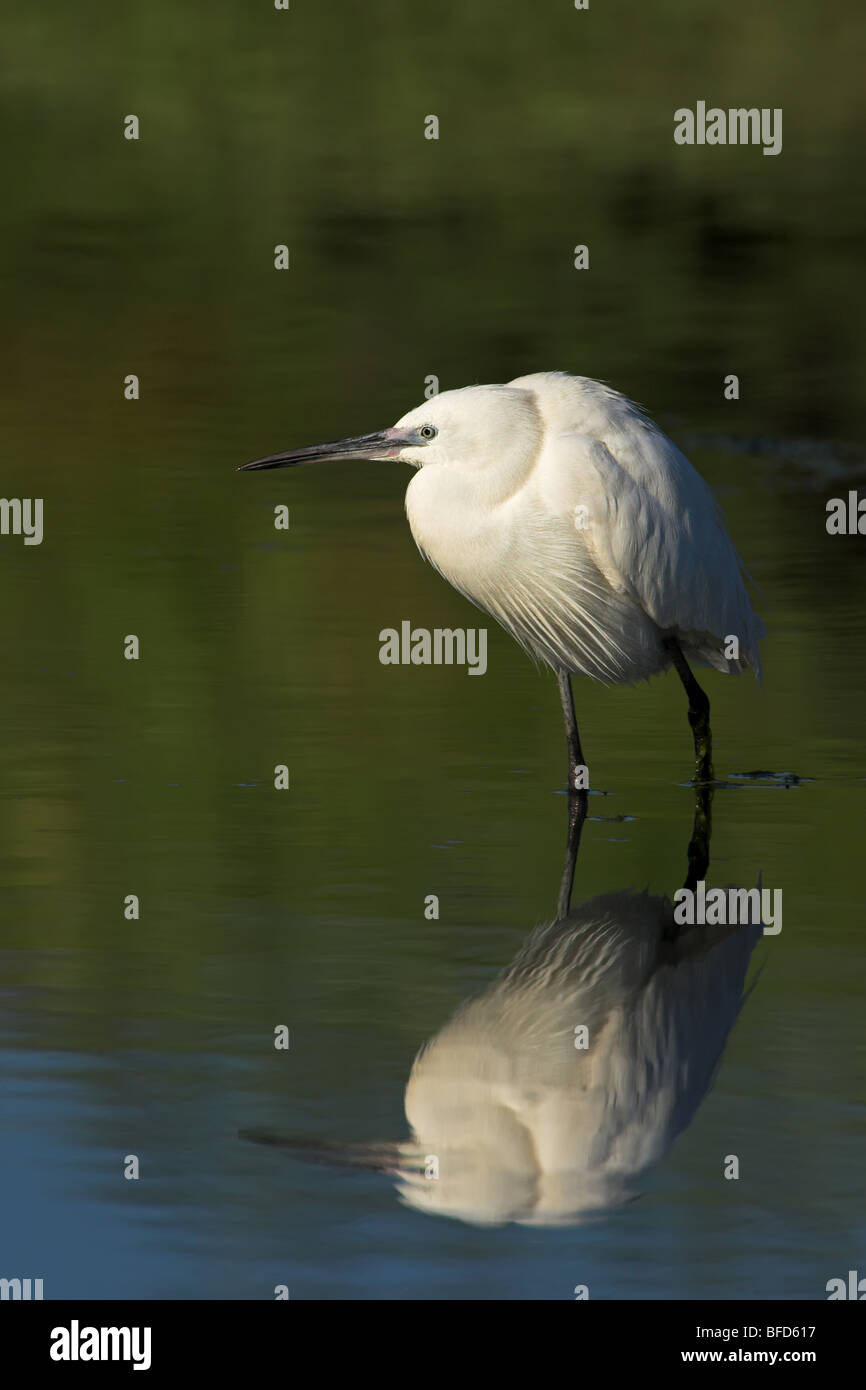 Little Egret Egretta garzetta Stock Photo - Alamy