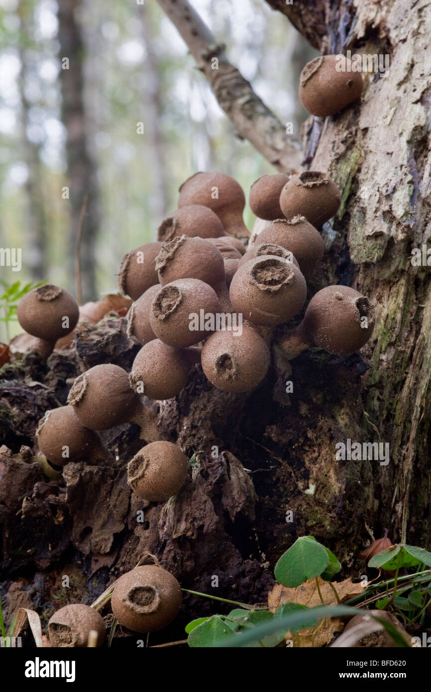 Stump puffballs (Lycoperdon pyriforme), Borders, Scotland Stock Photo ...