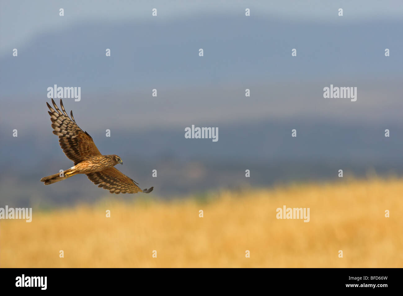 Montagu's Harrier Circus pygargus Stock Photo - Alamy