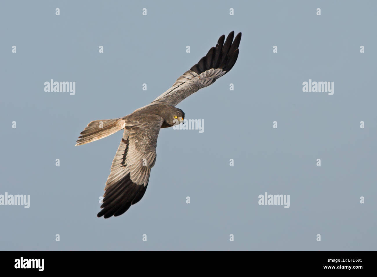 Montagu's Harrier Circus pygargus Stock Photo - Alamy
