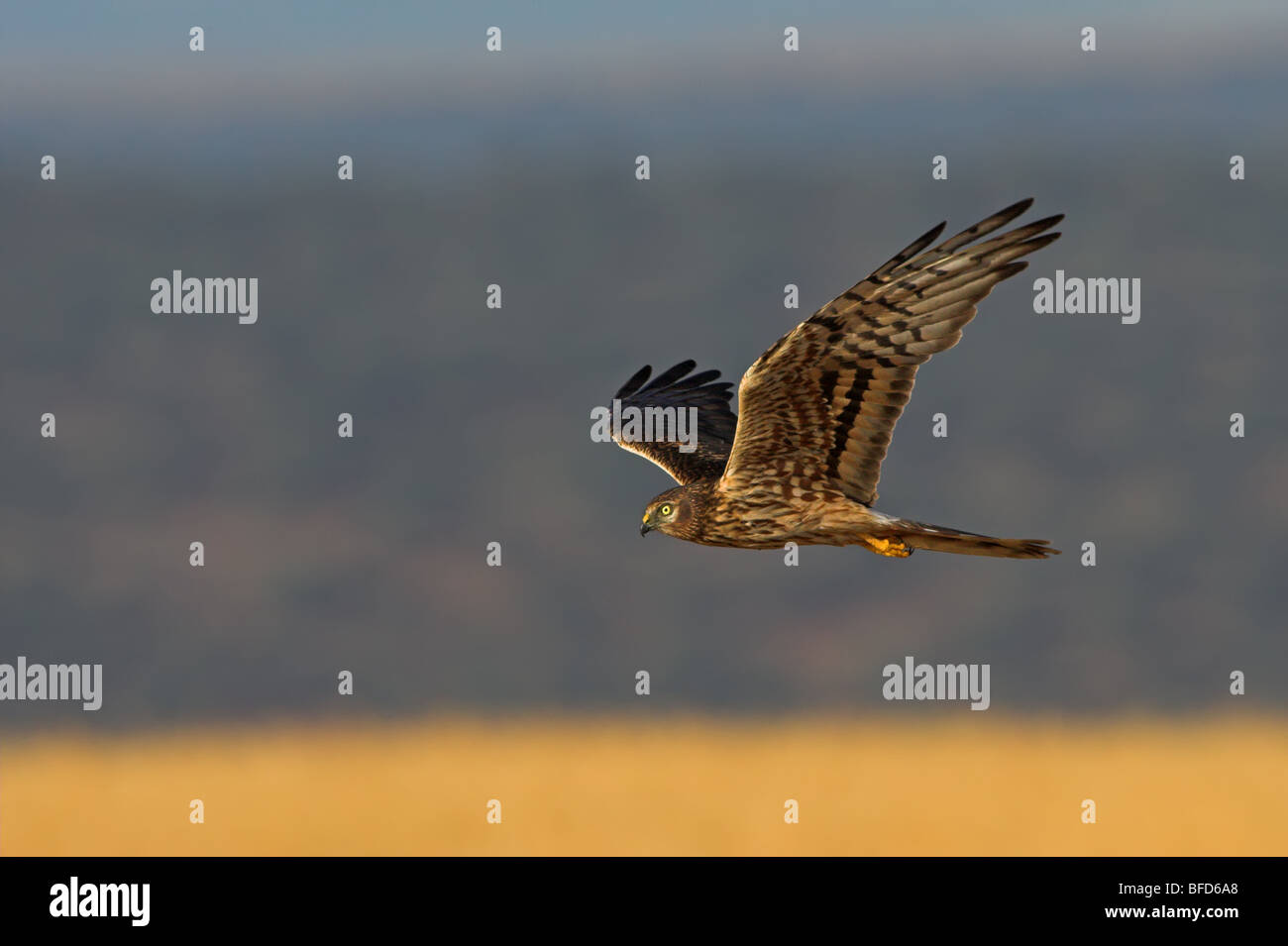 Montagu's Harrier Circus pygargus Stock Photo - Alamy