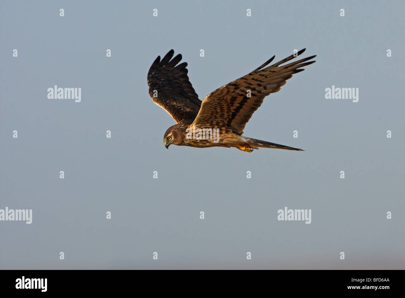 Montagu's Harrier Circus pygargus Stock Photo - Alamy