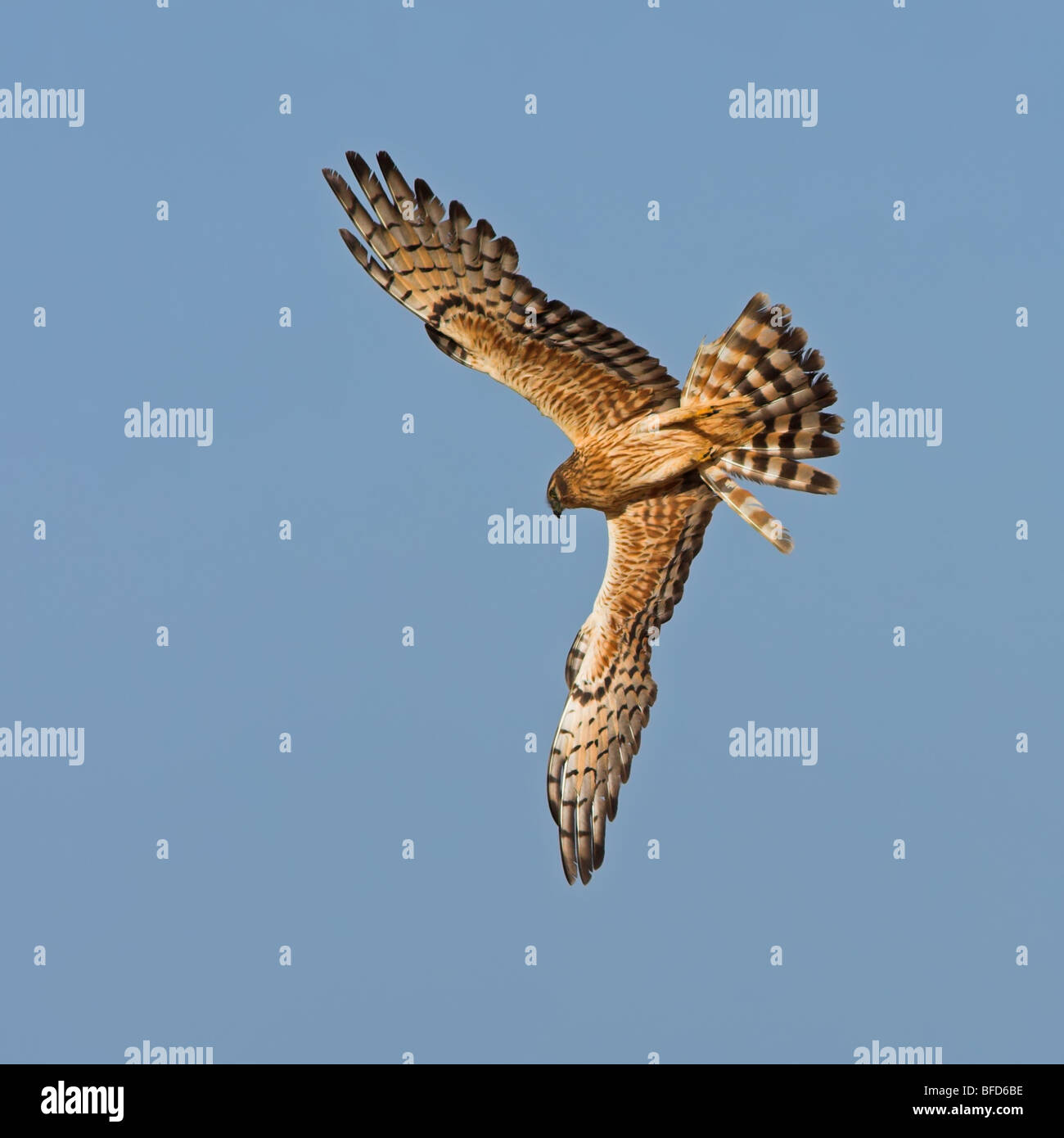 Montagu's Harrier Circus pygargus Stock Photo - Alamy