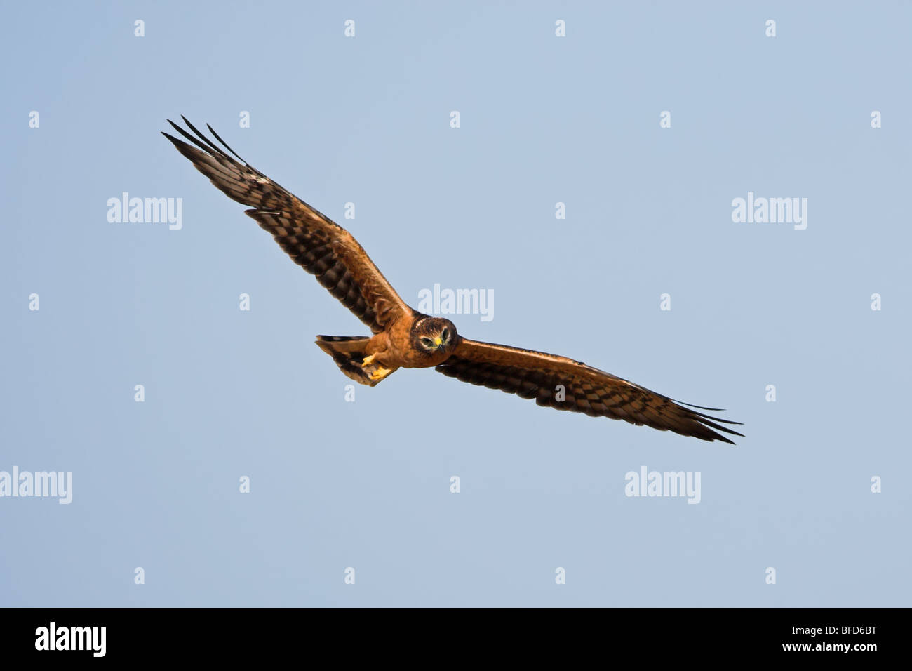 Montagu's Harrier Circus pygargus Stock Photo - Alamy
