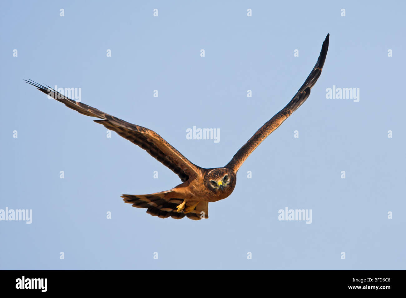 Montagu's Harrier Circus pygargus Stock Photo - Alamy