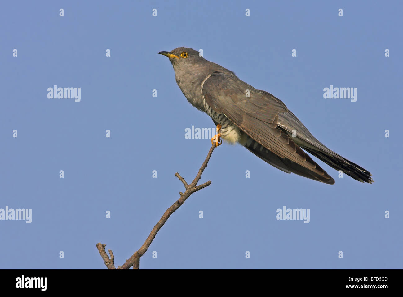 Cuckoo day hi-res stock photography and images - Alamy