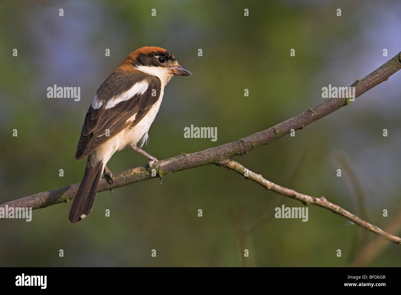 Woodchat Shrike Lanius senator Stock Photo - Alamy