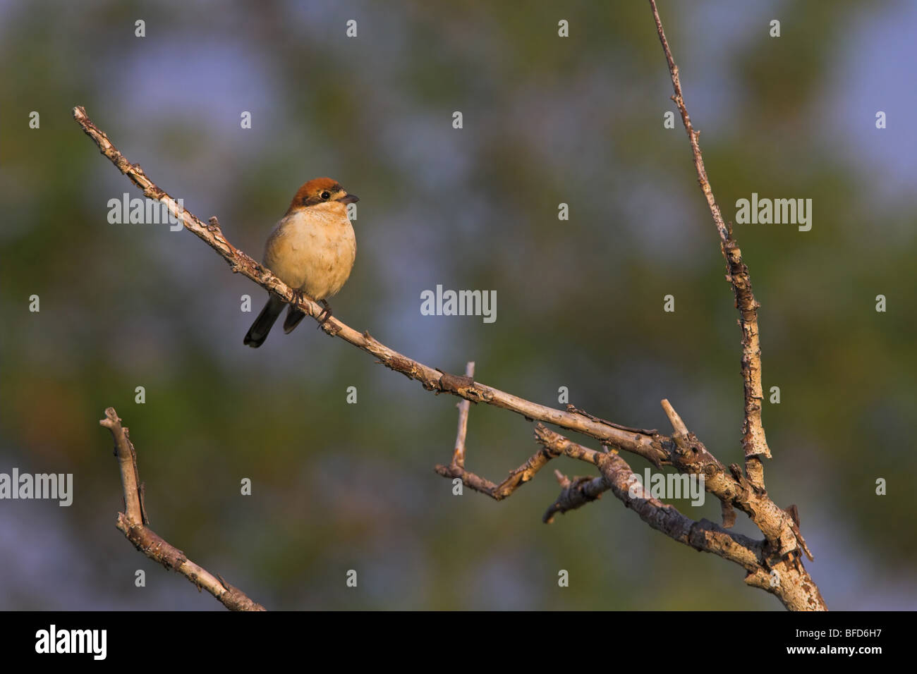 Woodchat Shrike Lanius senator Stock Photo - Alamy