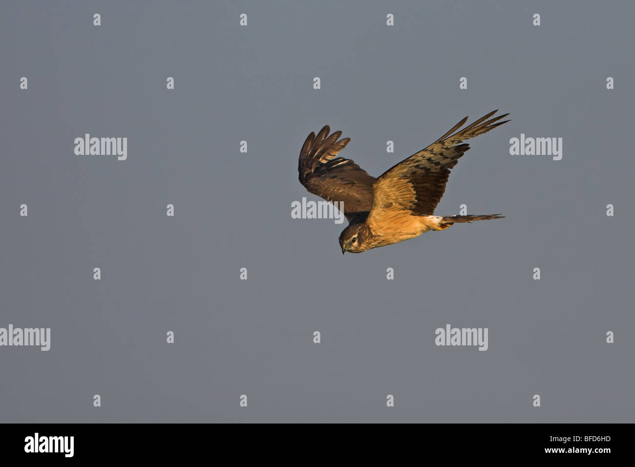 Montagu's Harrier Circus pygargus Stock Photo - Alamy