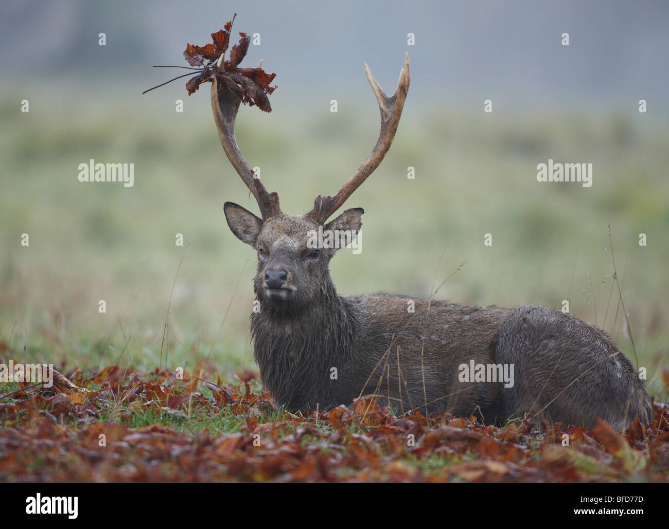 Sika Deer stag Cervus nippon in autumn Stock Photo - Alamy