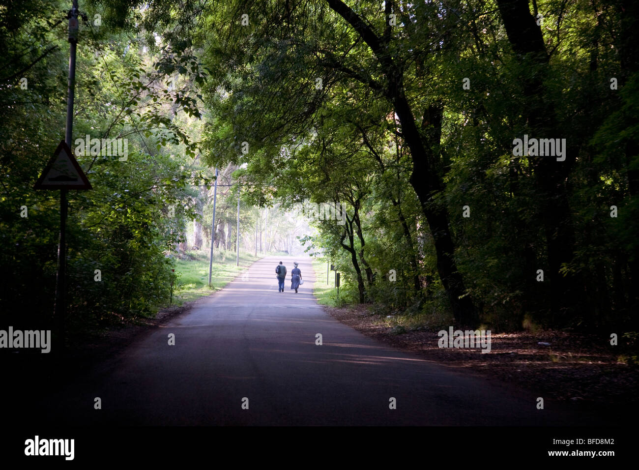 Lane of trees Stock Photo - Alamy