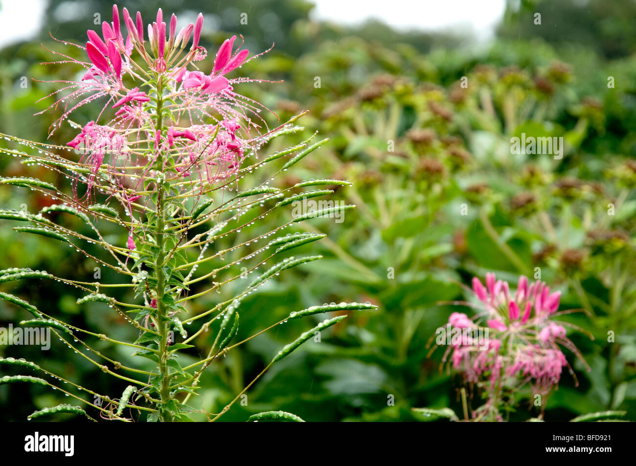 Pink Nerine flowers covered in water droplets, after a rain shower ...