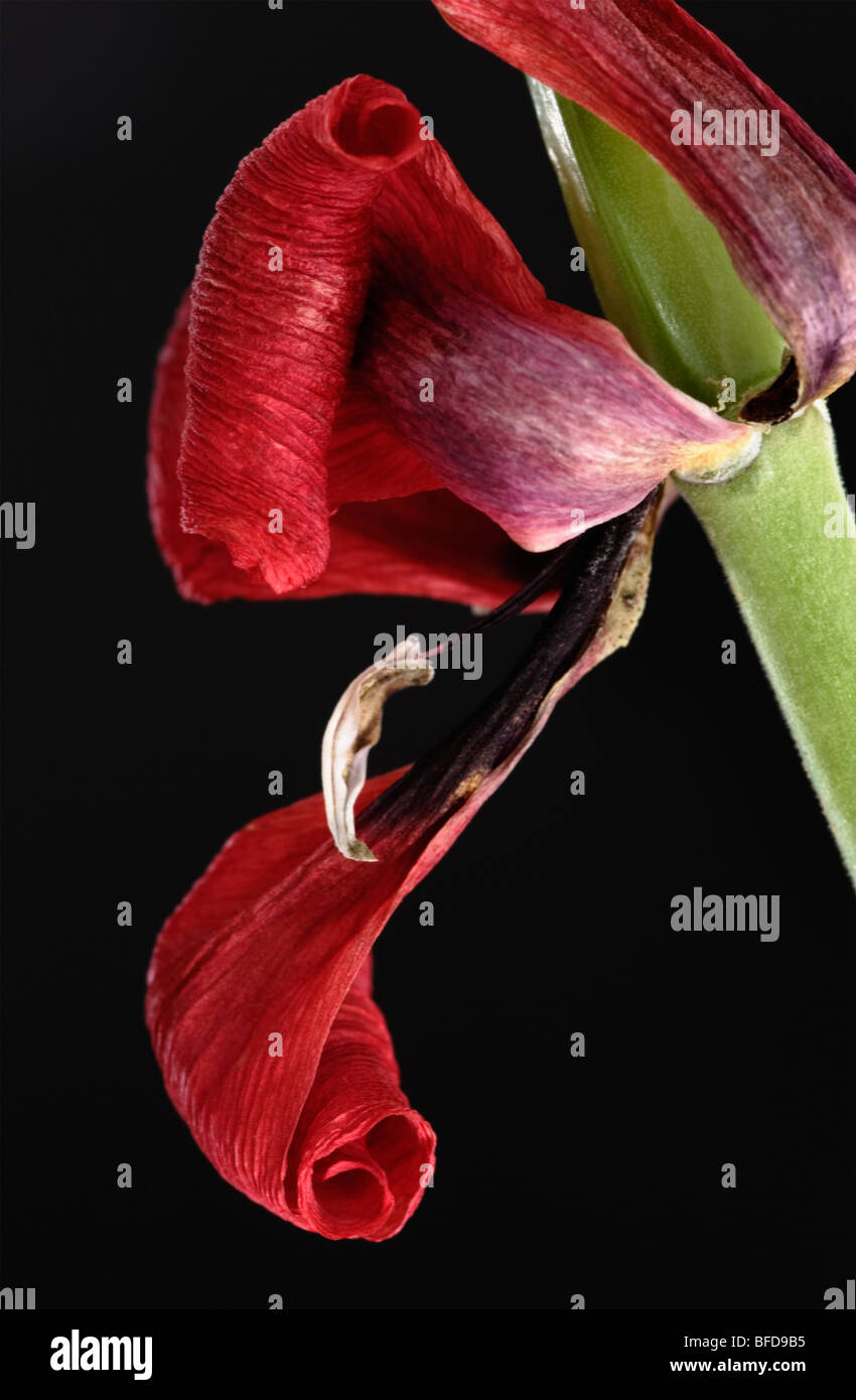 Withered red Dwarf Tulip close up Stock Photo - Alamy
