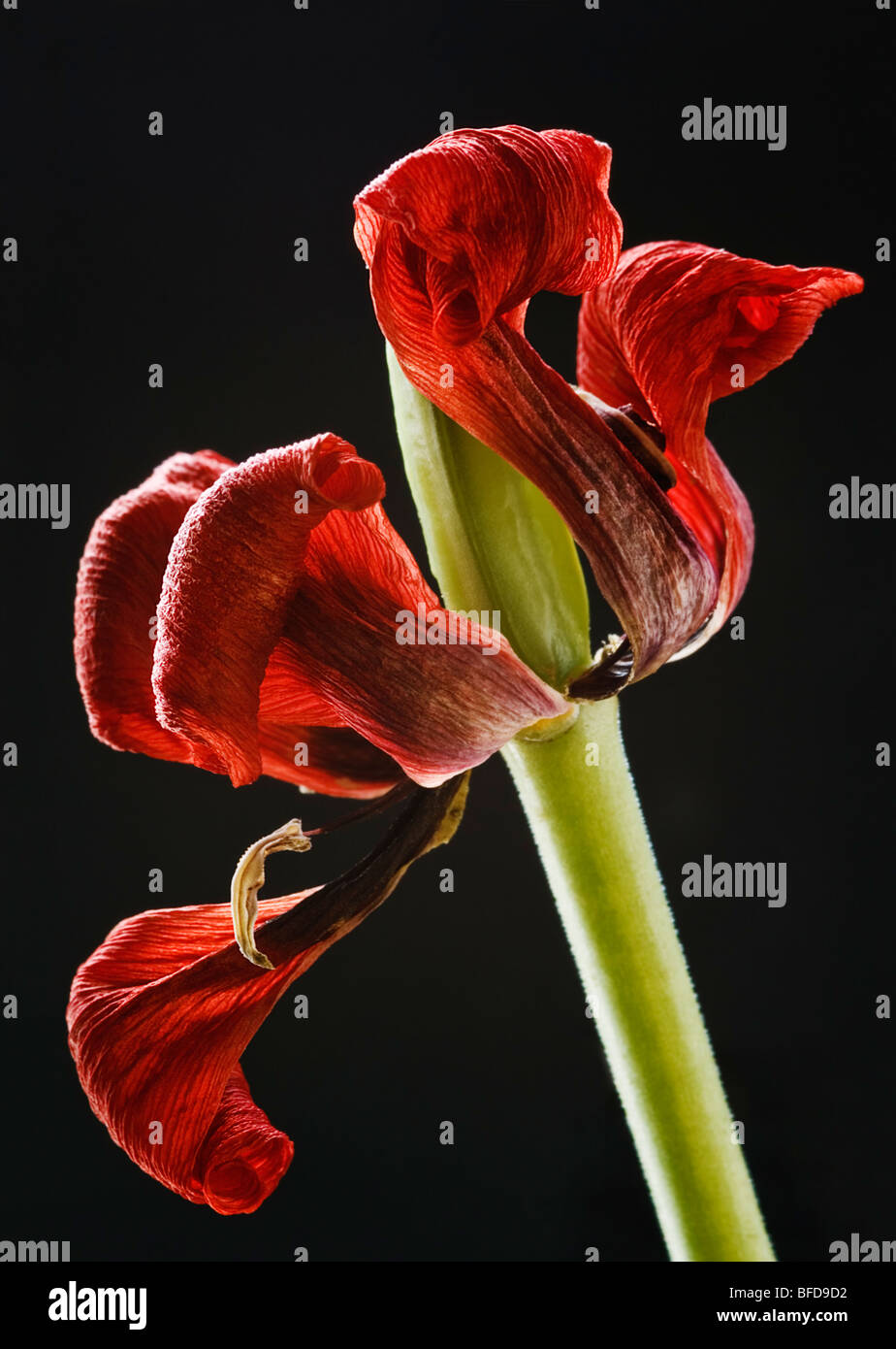 Wilted red Dwarf Tulip close up Stock Photo - Alamy