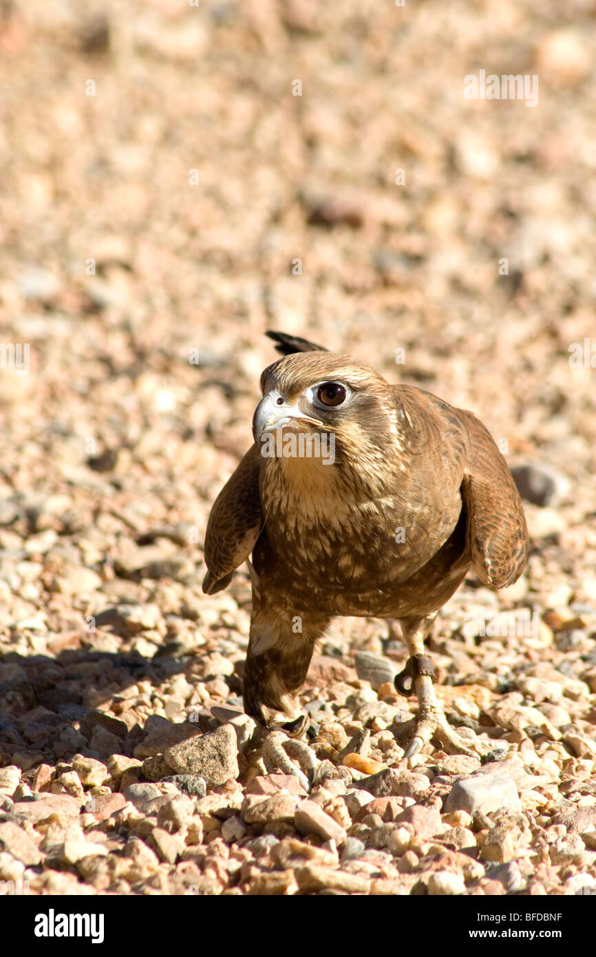 Australian Falcon High Resolution Stock Photography and Images - Alamy
