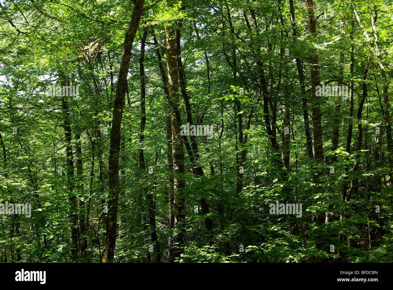 Cant see the forest for the trees hi-res stock photography and images ...