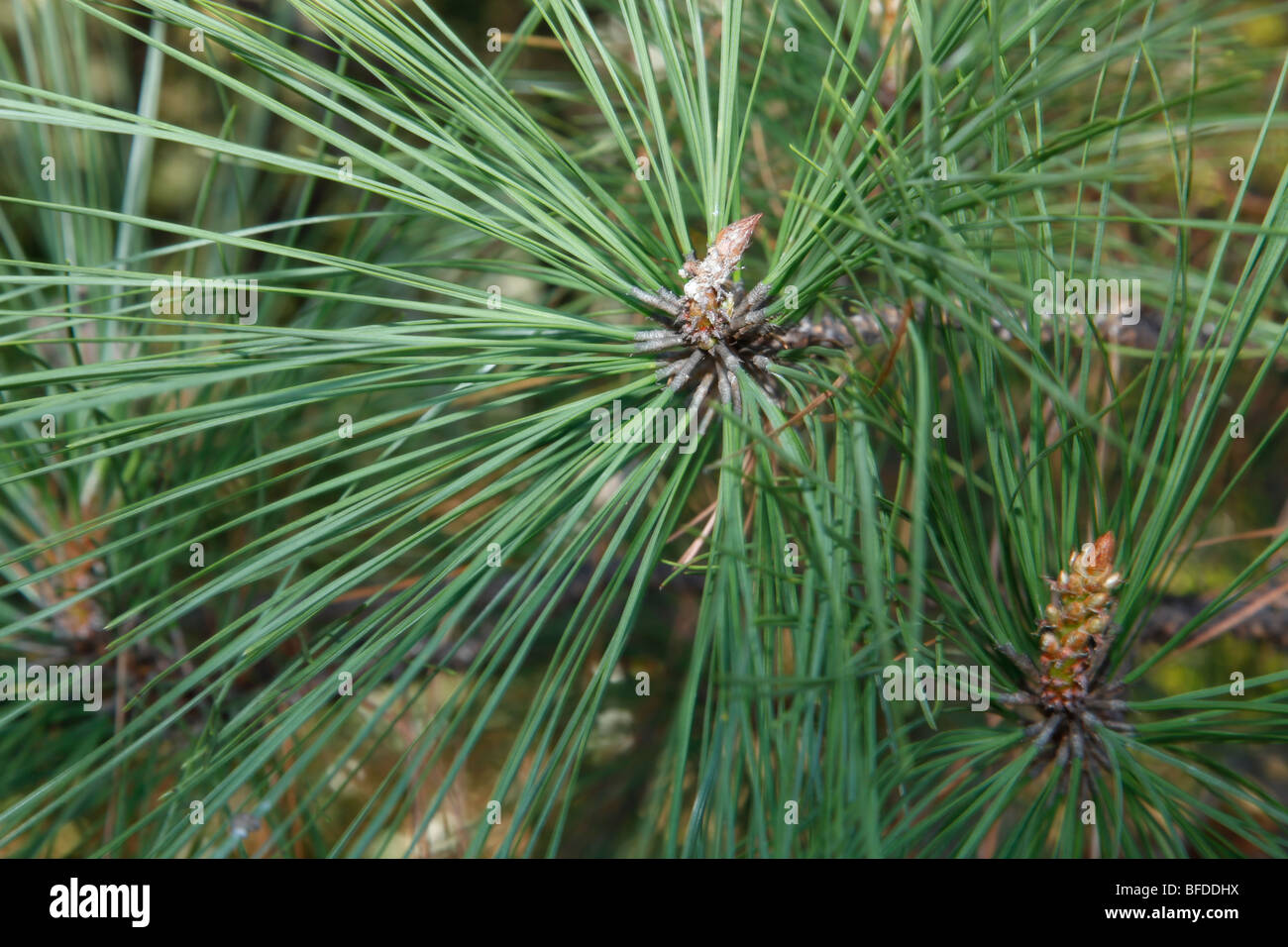 Acrons hi-res stock photography and images - Alamy