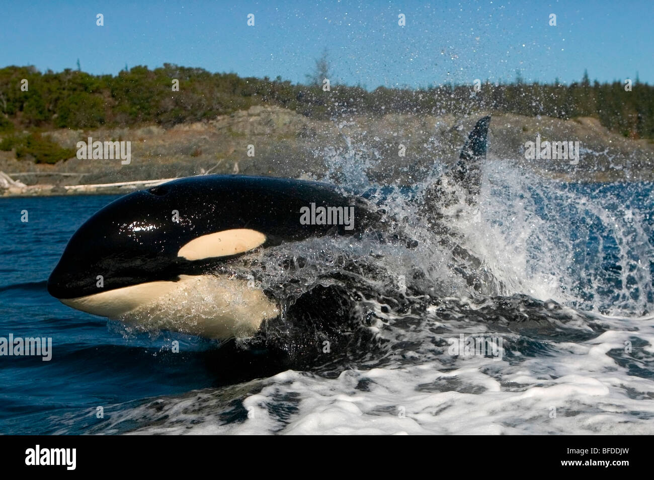 Killer Whale Stock Photos & Killer Whale Stock Images - Alamy