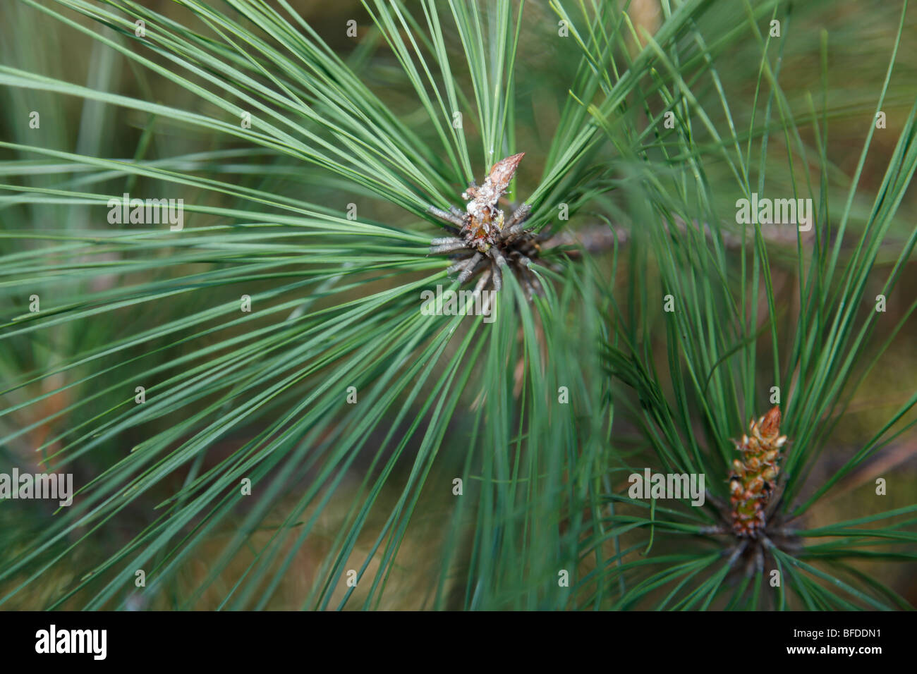 Acorn growing into a tree hi-res stock photography and images - Alamy