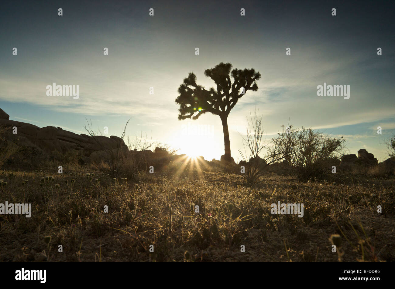 The sunset silhouettes a tree in Joshua Tree National Park Stock Photo ...