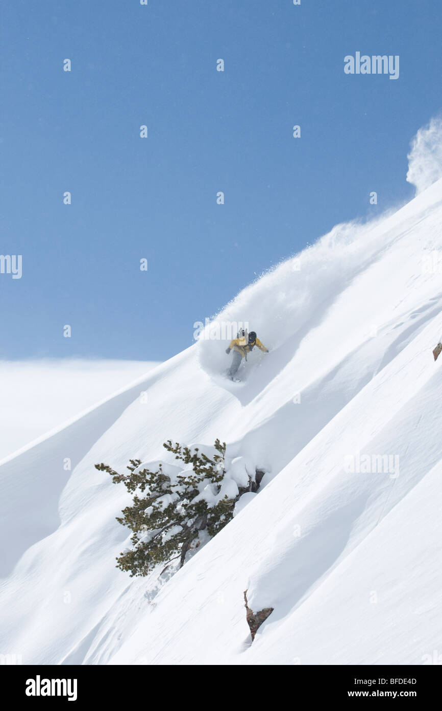 Male snowboarder making a powder turn, wasatch mountains, Utah Stock ...