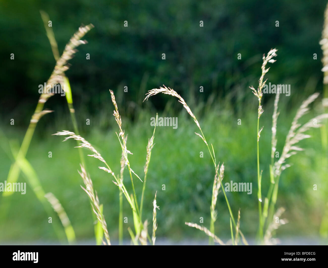 Plants grow wild in state park Stock Photo - Alamy