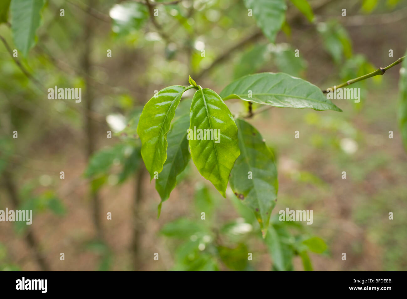 Coffee plant, Maraba region, Rwanda Stock Photo - Alamy