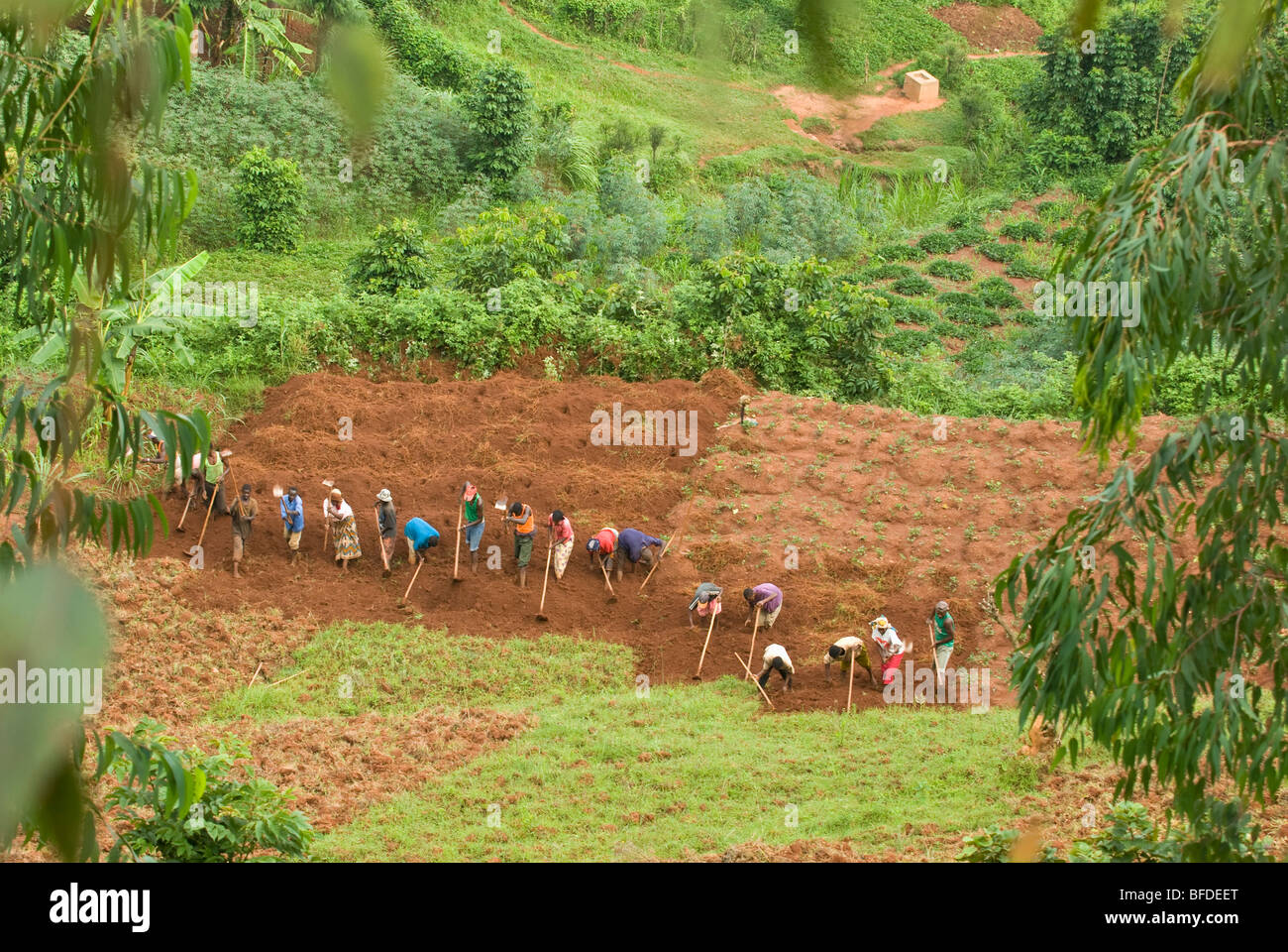 Coffee and rice farmers in the Kabuye area, Rwanda Stock Photo - Alamy
