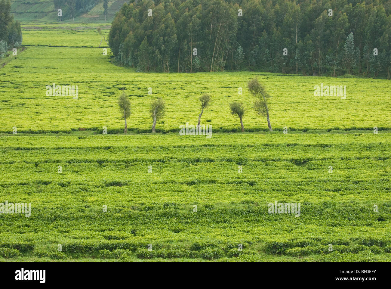 Tea farm, Rwanda Stock Photo - Alamy