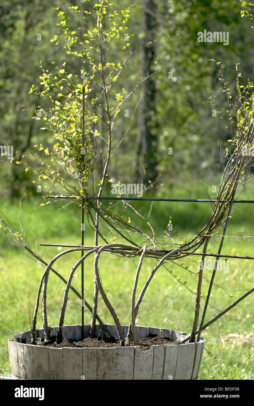 Hazel structure hi-res stock photography and images - Alamy