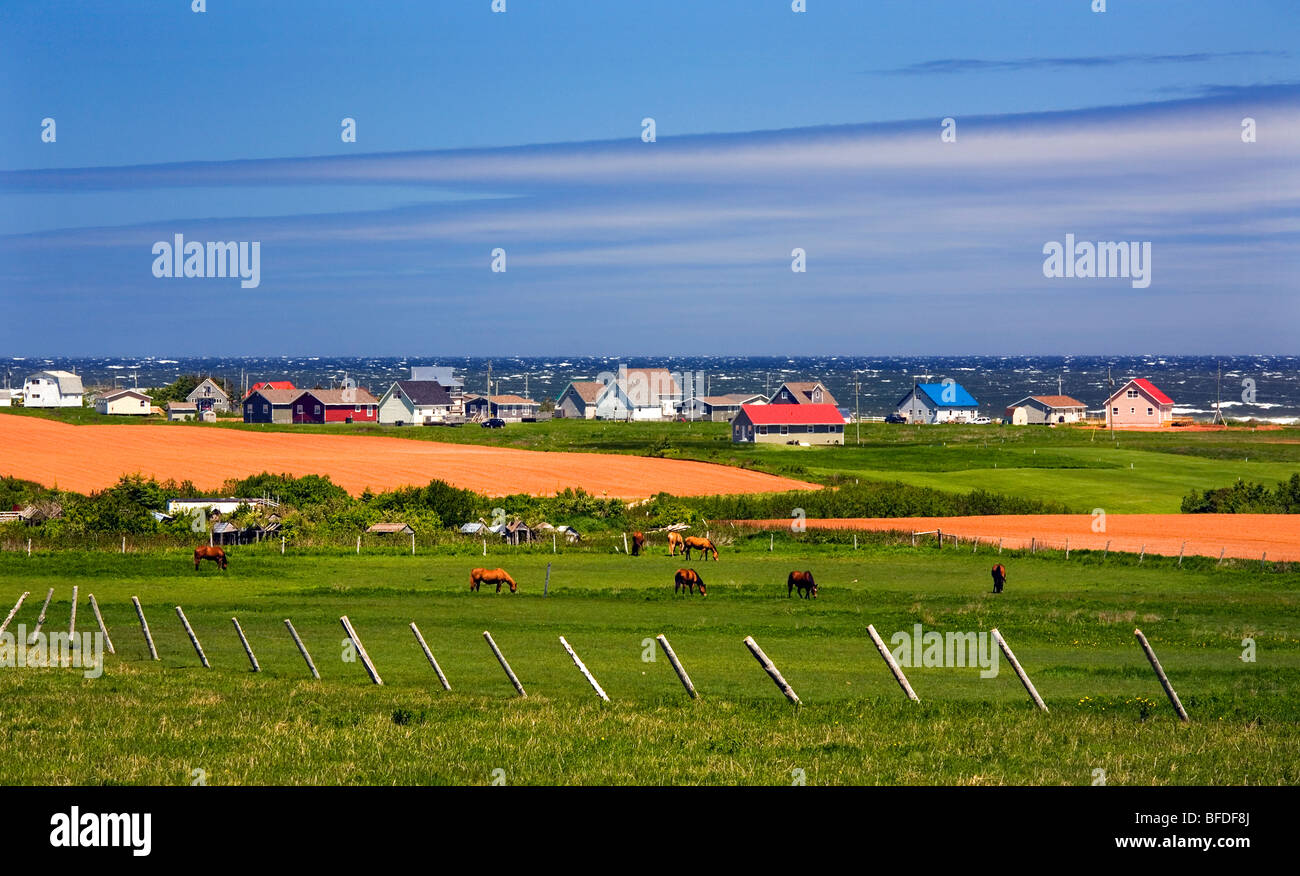 Rural landscape with horses and the Gulf of St. Lawrence, Queens County ...