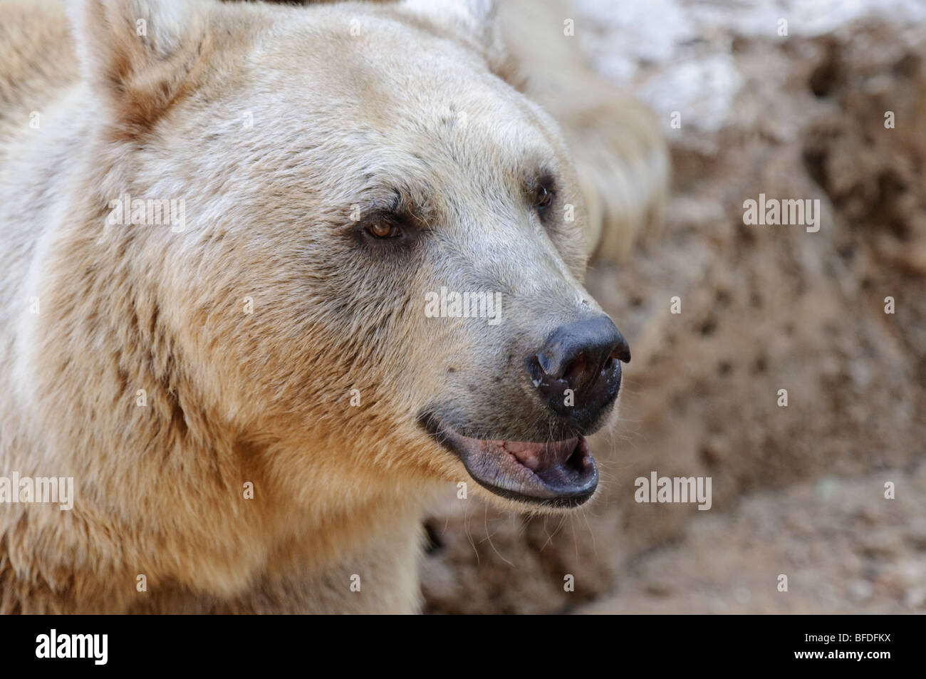 Angry bear hi-res stock photography and images - Alamy