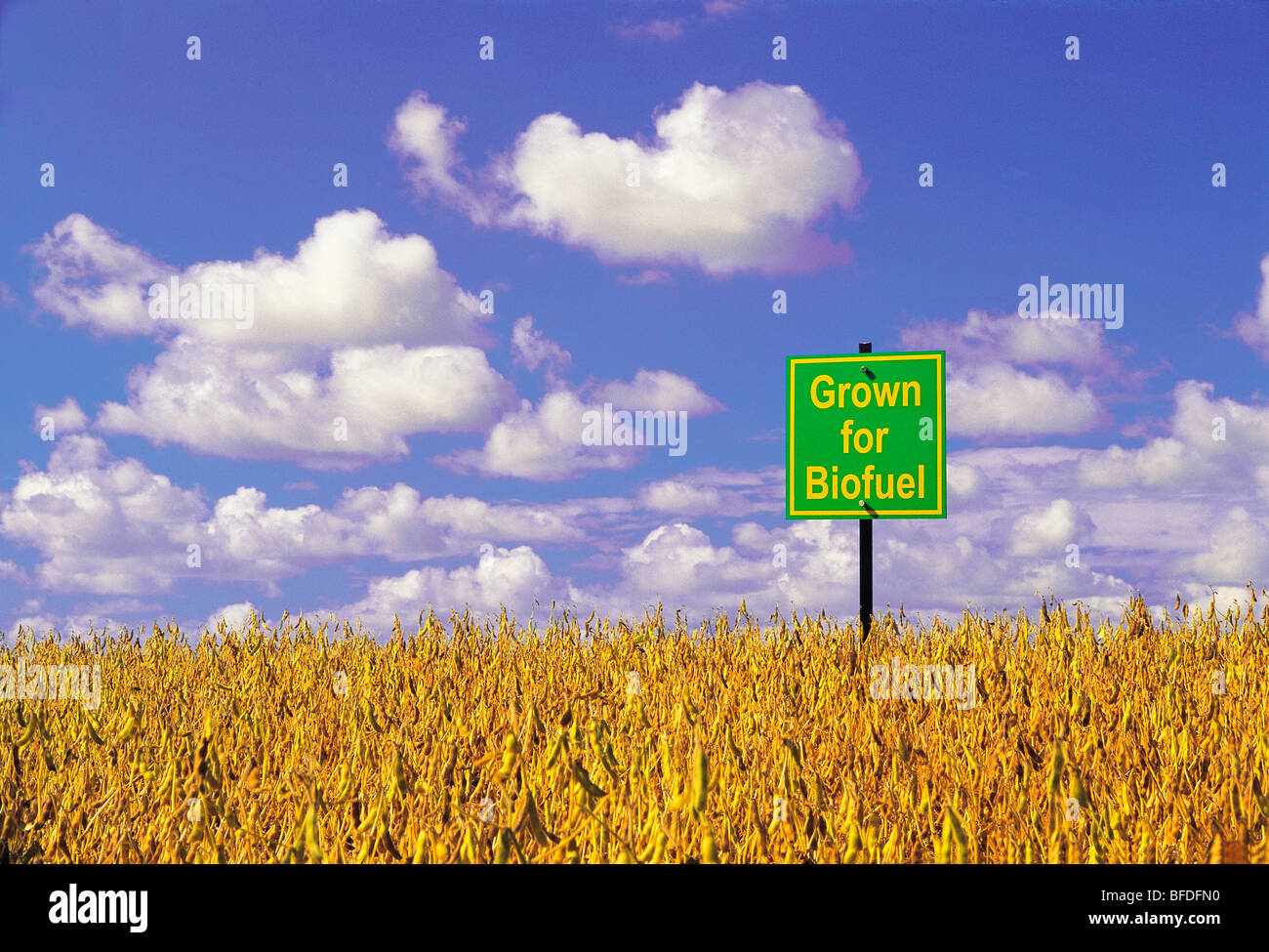 Biofuel field hi-res stock photography and images - Alamy
