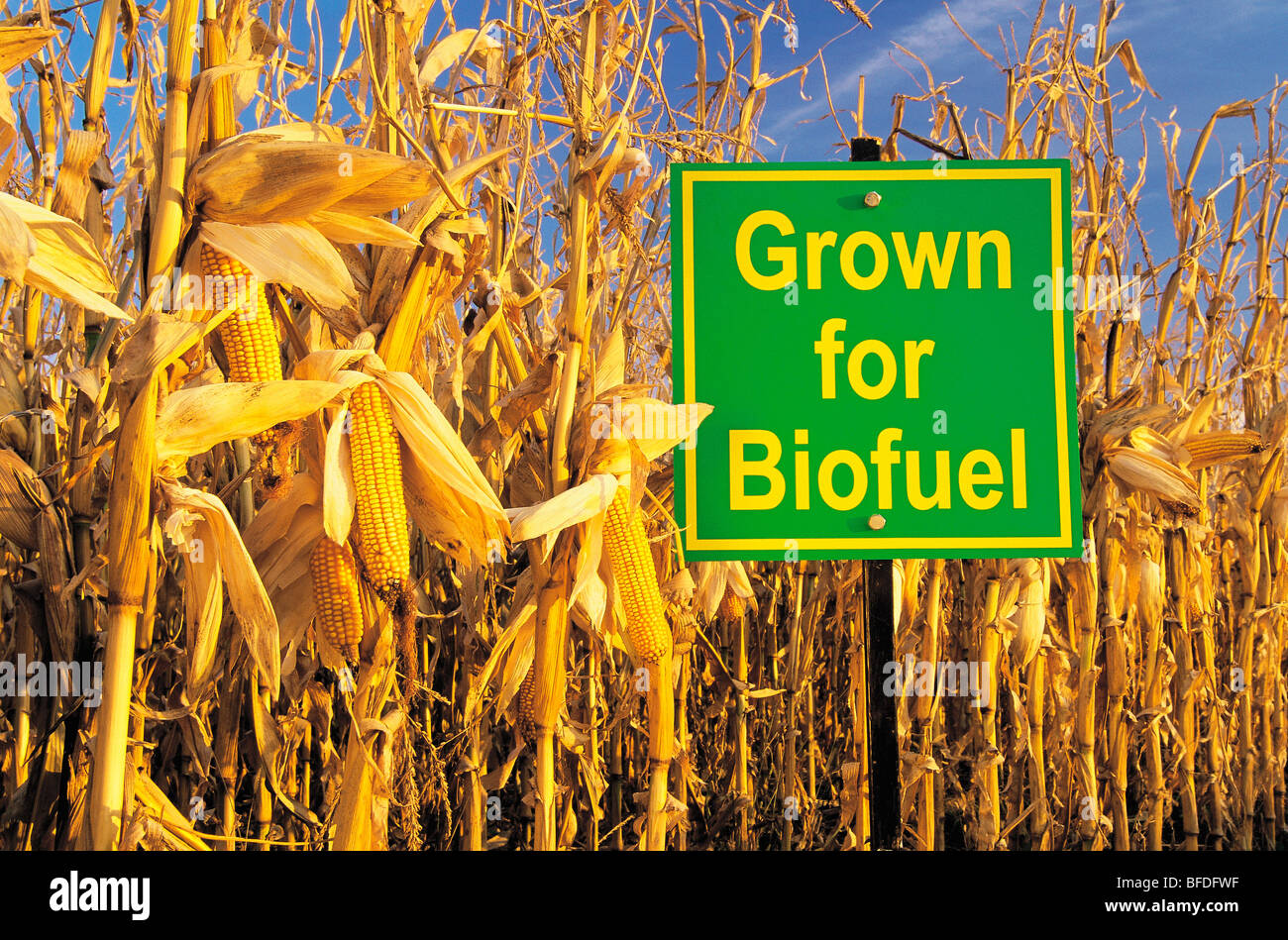 Sign in cornfield indicating feed corn being grown for biofuel, near ...