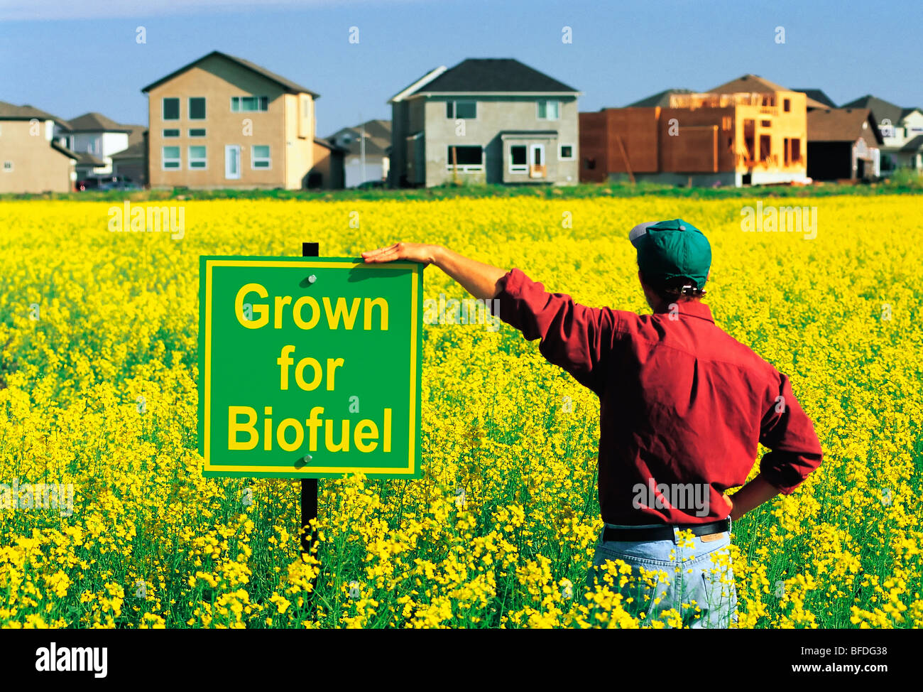 A farmer looks out over his field of canola being grown for biofuel ...