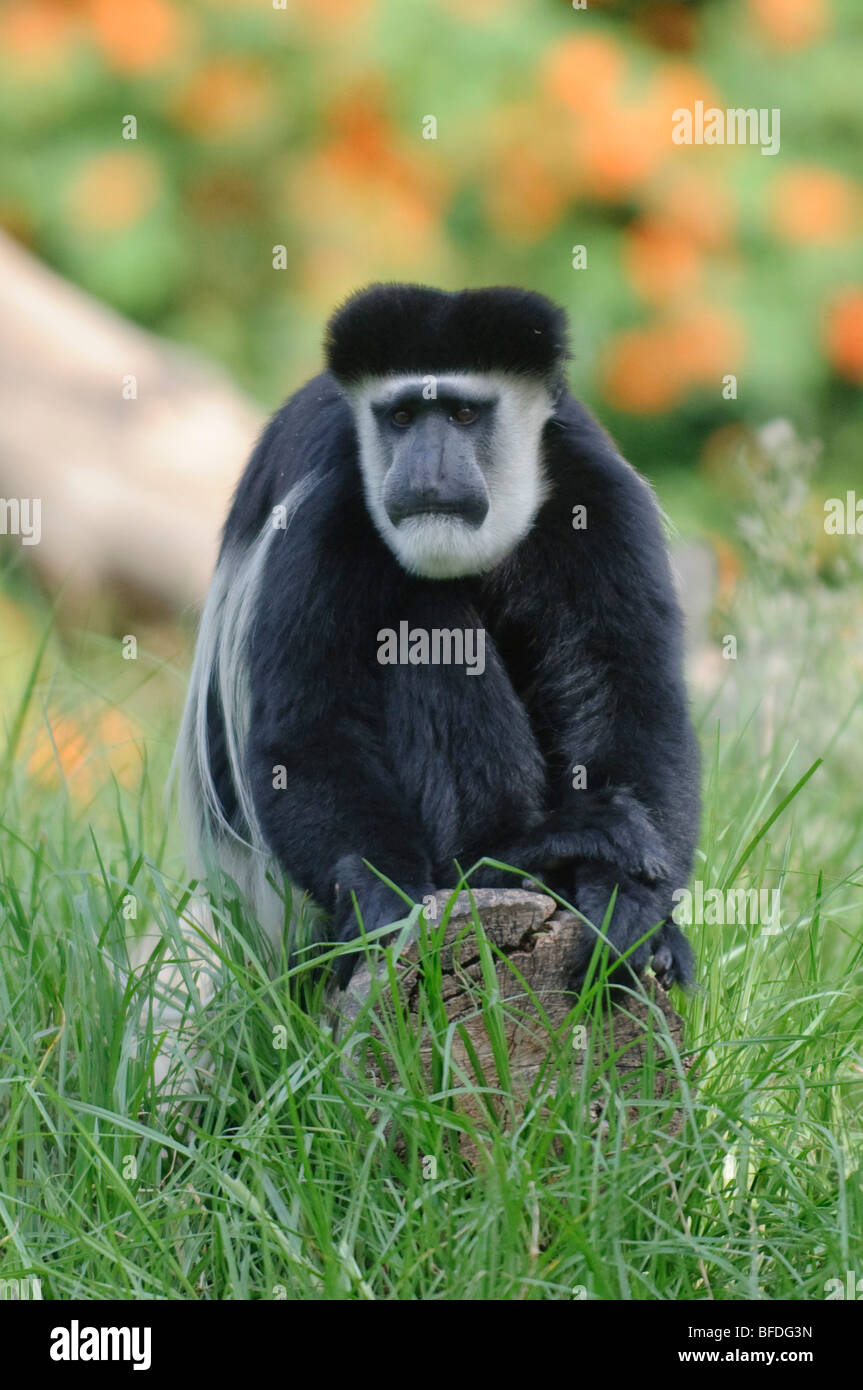 Monkey in grass hi-res stock photography and images - Alamy