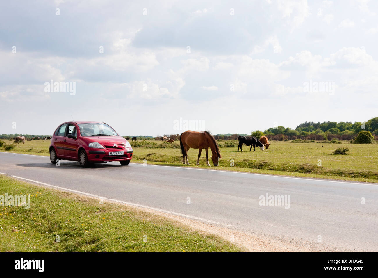 Car driving past horse and cows in New Forest, Hampshire, England Stock ...