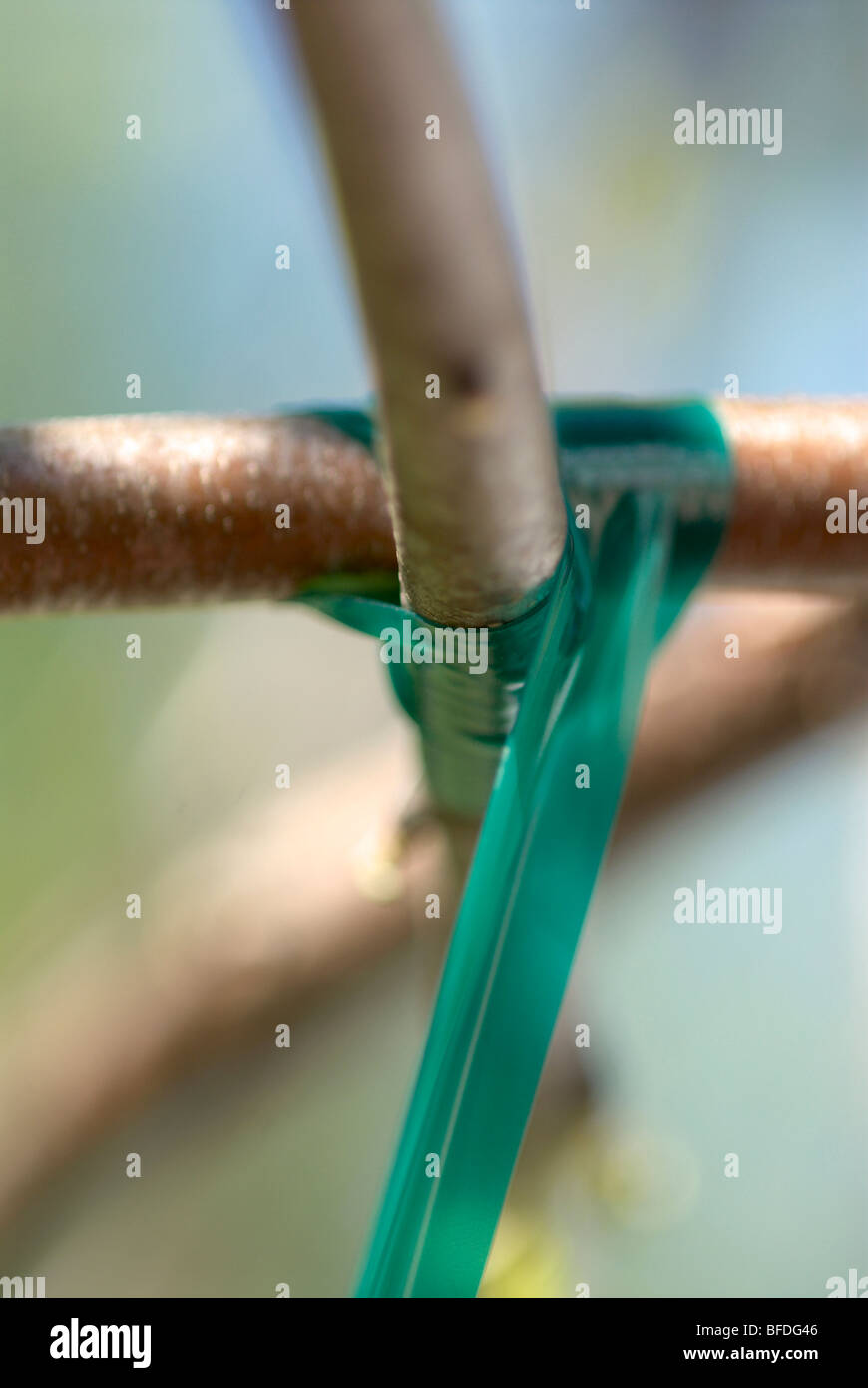 Structure of a tree hi-res stock photography and images - Alamy